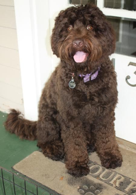 Sires - Southern Cross Australian Labradoodles - The Ultimate Family ...