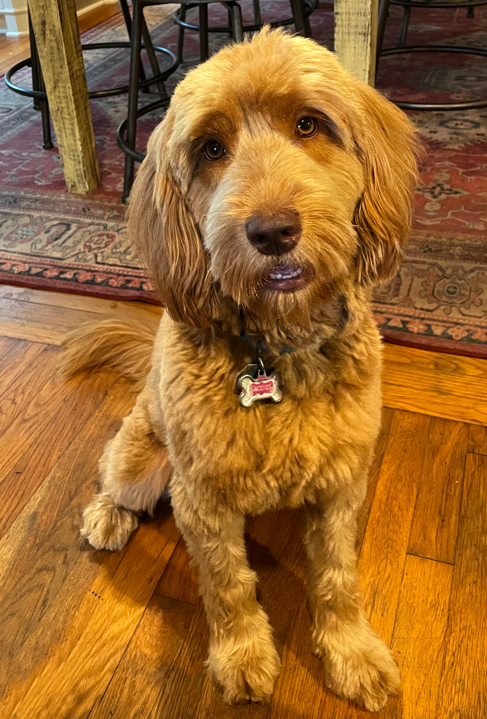 Dams - Southern Cross Australian Labradoodles - The Ultimate Family ...